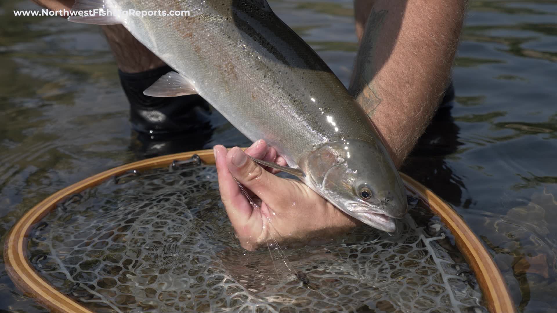 Rogue River Oregon Summer Steelhead | Episode 75 | Northwest Fishing TV ...