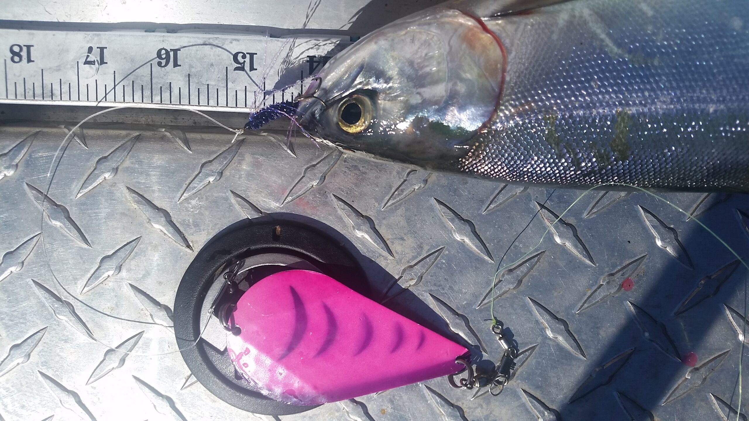 Conconully Kokanee | Northwest Fishing