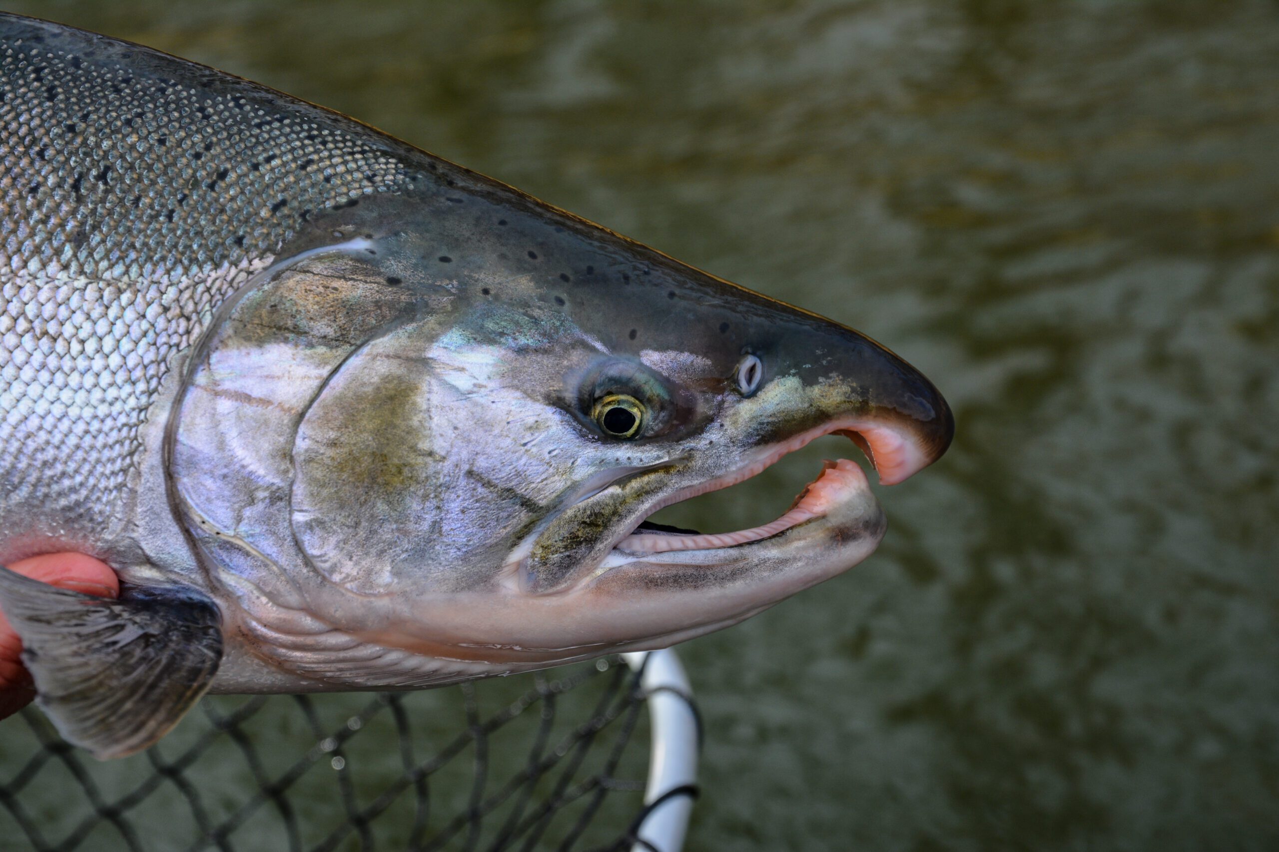 Silver Salmon River Lockjaw Strategies | Northwest Fishing
