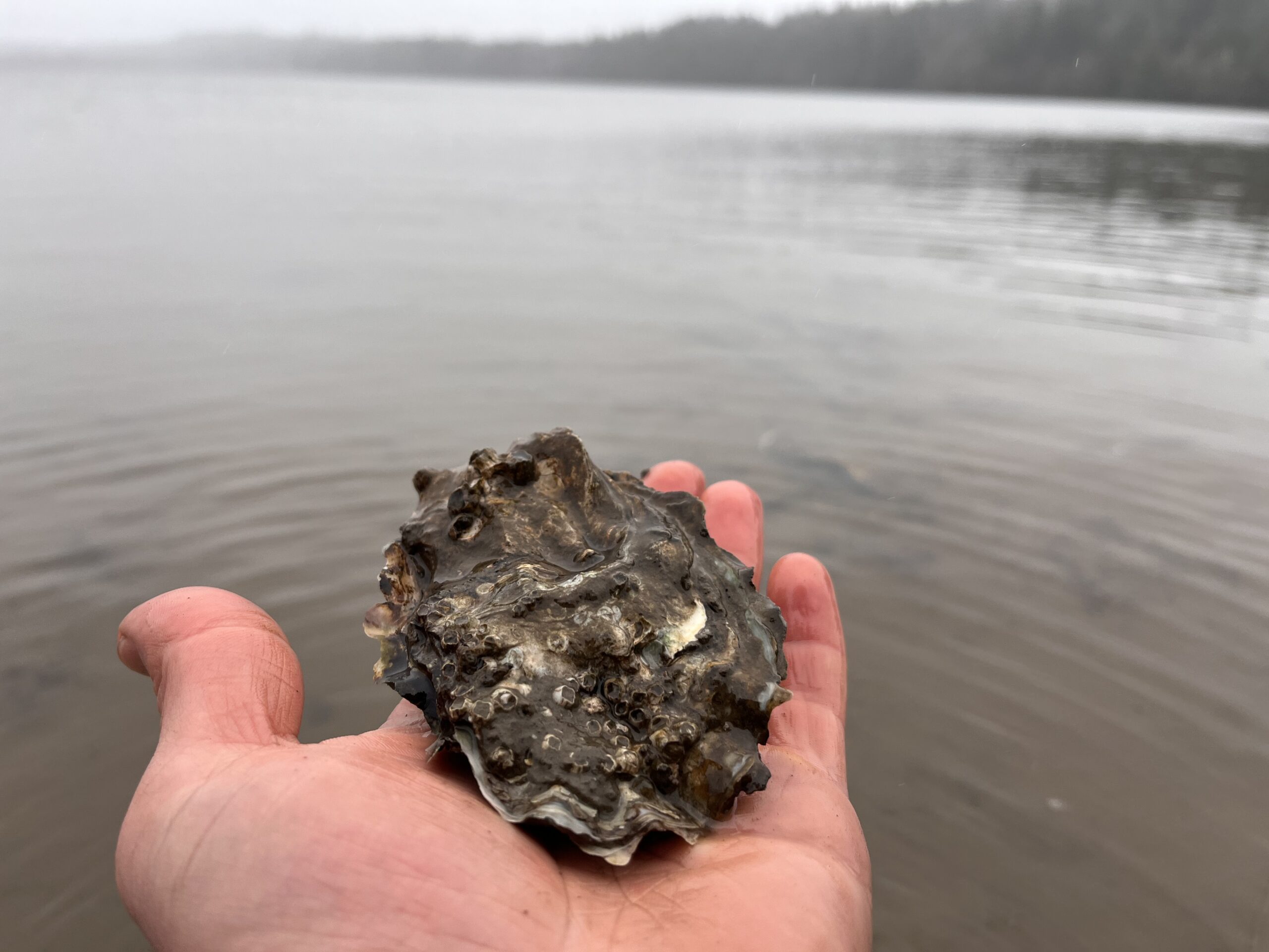 Shellfish Harvesting on the Puget Sound | Northwest Fishing