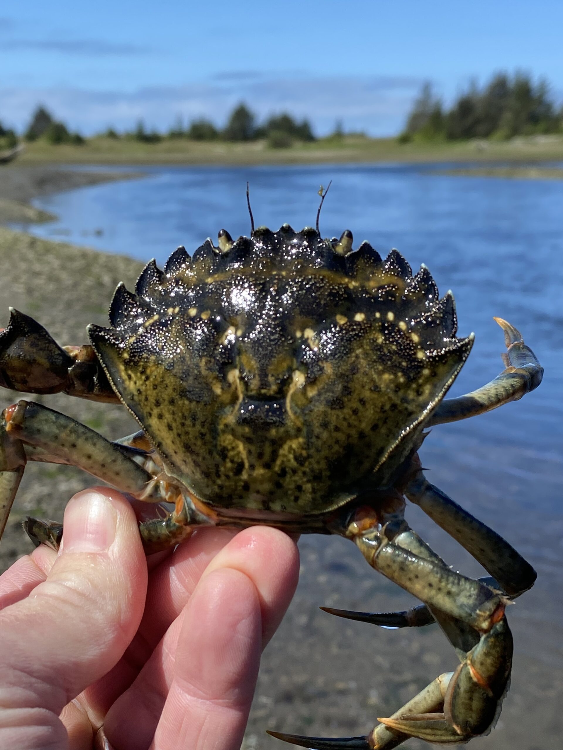 European Green Crabs: What Anglers Need To Know | Northwest Fishing