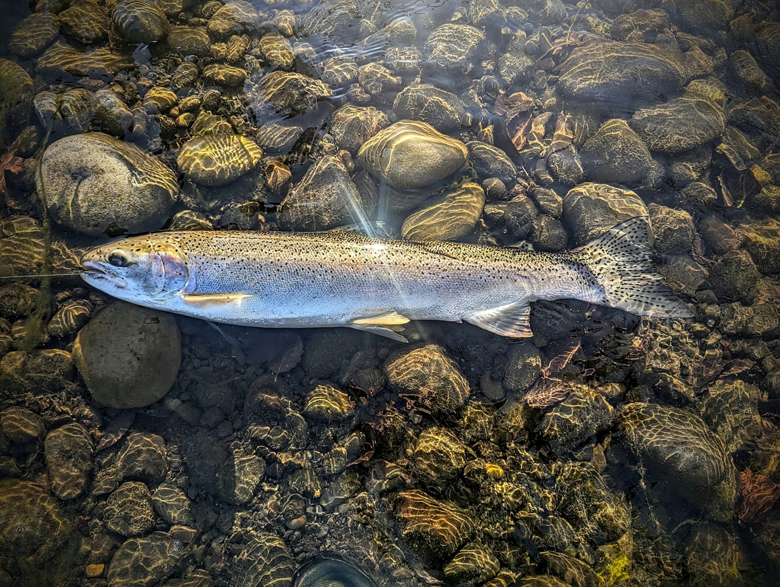 The Big Comeback-Steelhead on the Upper Columbia | Northwest Fishing